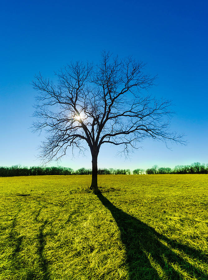 Single tree sihlouette Photograph by Chad Ackerman - Fine Art America