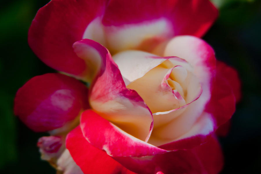 Single variegated rose Photograph by Vanessa Thomas - Fine Art America