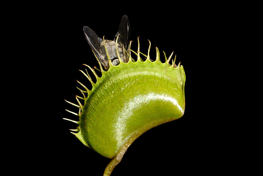Single Venus Flytrap Photograph by Martin Shields - Fine Art America