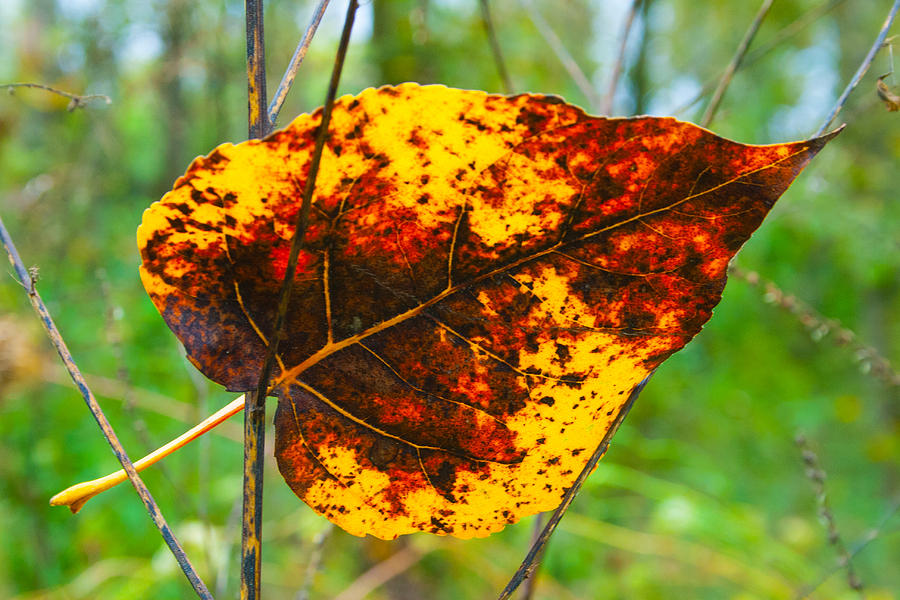 Singular Leaf Photograph by Robert Storost - Fine Art America