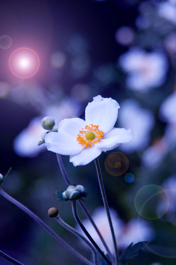 Singular Simplicity Photograph by Vanessa Thomas - Fine Art America