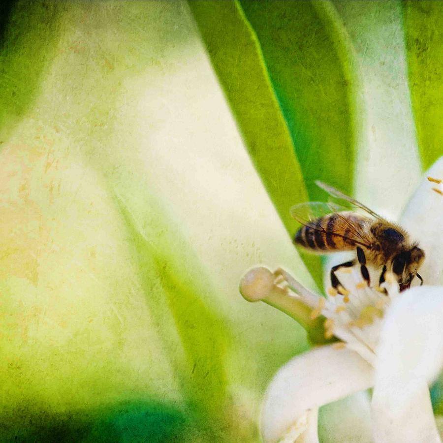 Sipping Bee Photograph by Karie Lee - Fine Art America
