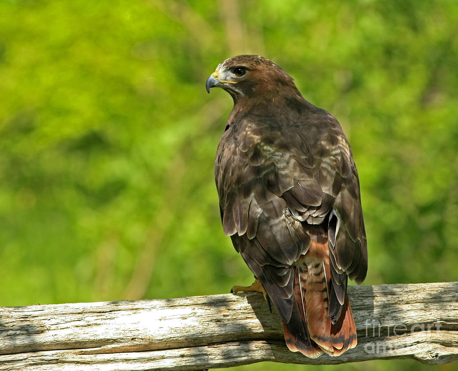 Sitting on the Fence - Red Tailed Hawk Photograph by Inspired Nature ...