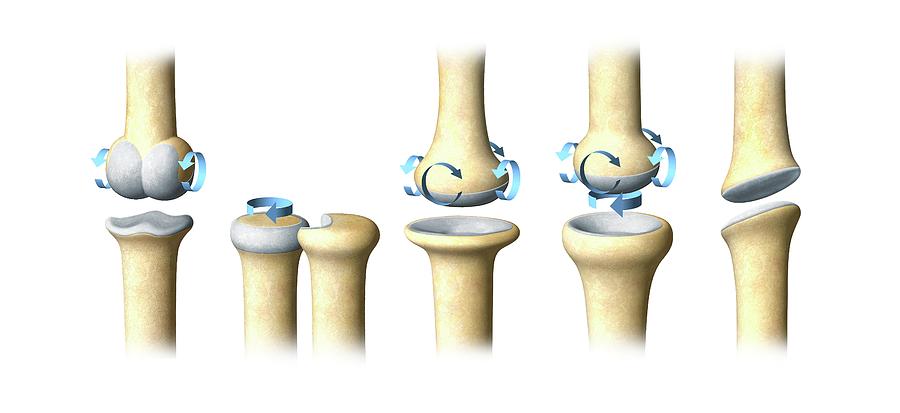 Skeletal Joint Types Photograph by Science Photo Library - Pixels Merch