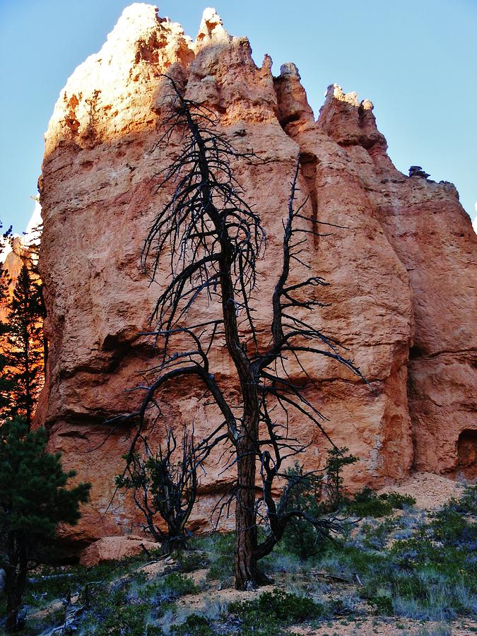 Skeletal Tree Photograph by CL Redding - Fine Art America