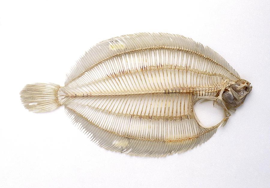 Skeleton Of A Lemon Sole Fish Photograph by Dorling Kindersley/uig | Pixels