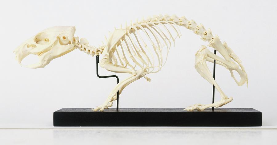 Skeleton Of Guinea Pig Photograph by Dorling Kindersley/uig - Pixels