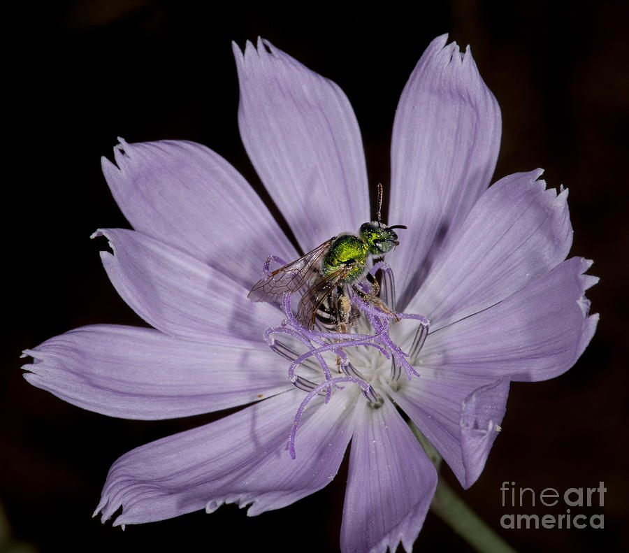 Skeleton Weed Photograph by Jim Work - Fine Art America