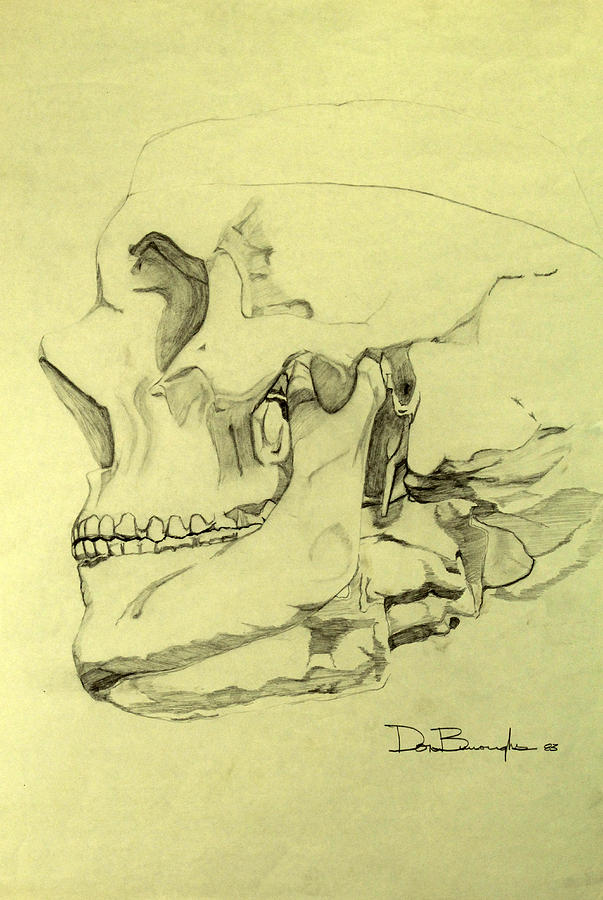 Skull Study Oblique Profile Drawing by Donald K Burroughs - Fine Art ...