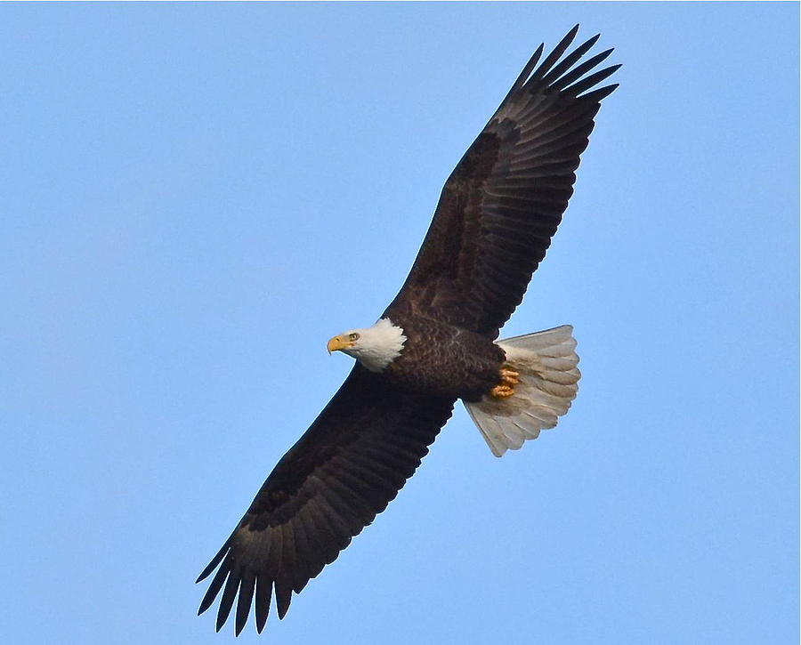 Sky Command Photograph by John Renard - Pixels