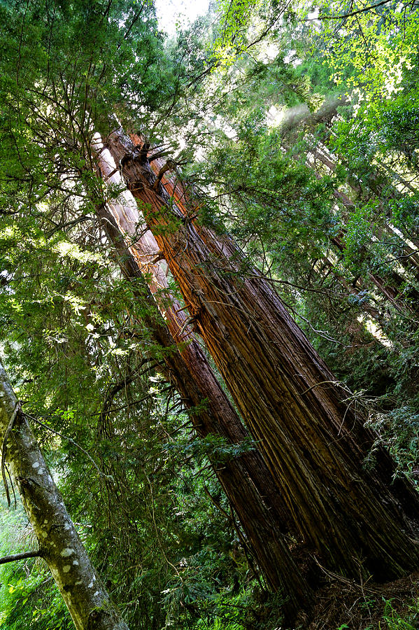 Slanted View Photograph by Marc Levine - Pixels