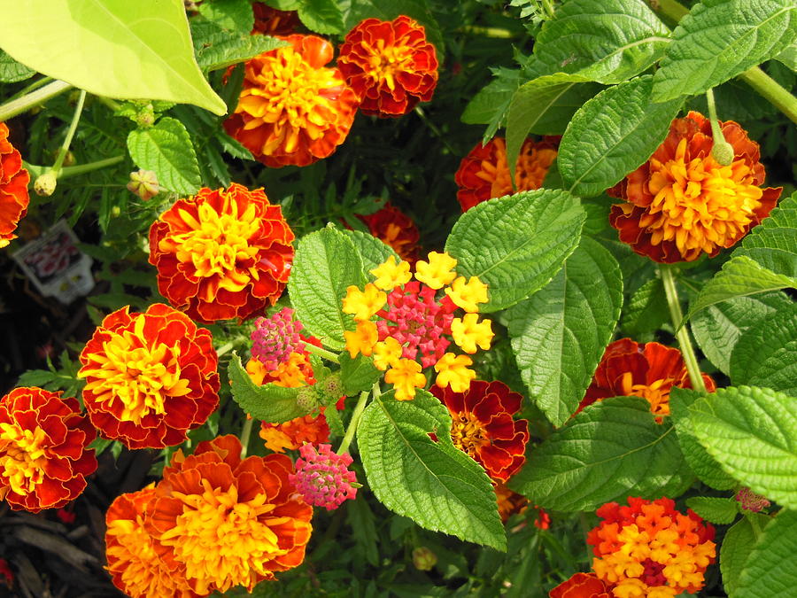 Slight Differences Photograph by Abbigail Stauber - Fine Art America