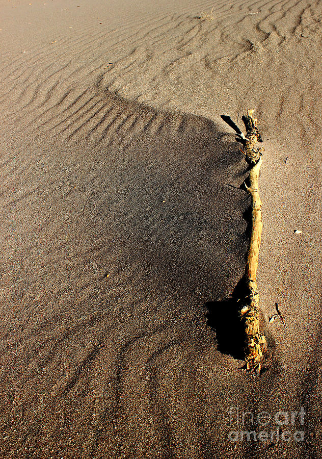 Slithering Sand Photograph by Robin James | Fine Art America
