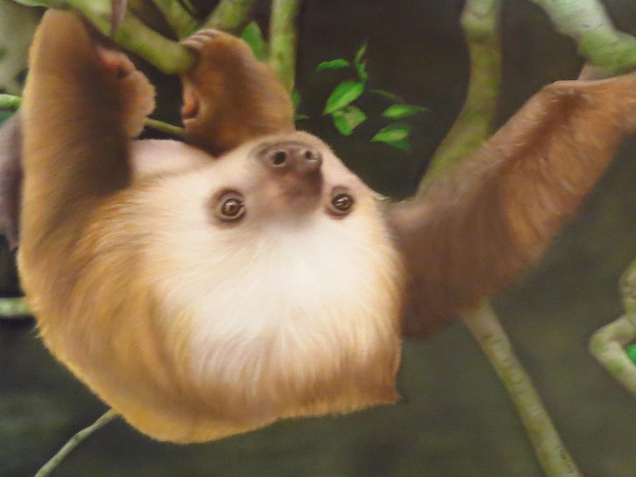 Sloth in a tree Mixed Media by Peter Hartog - Fine Art America