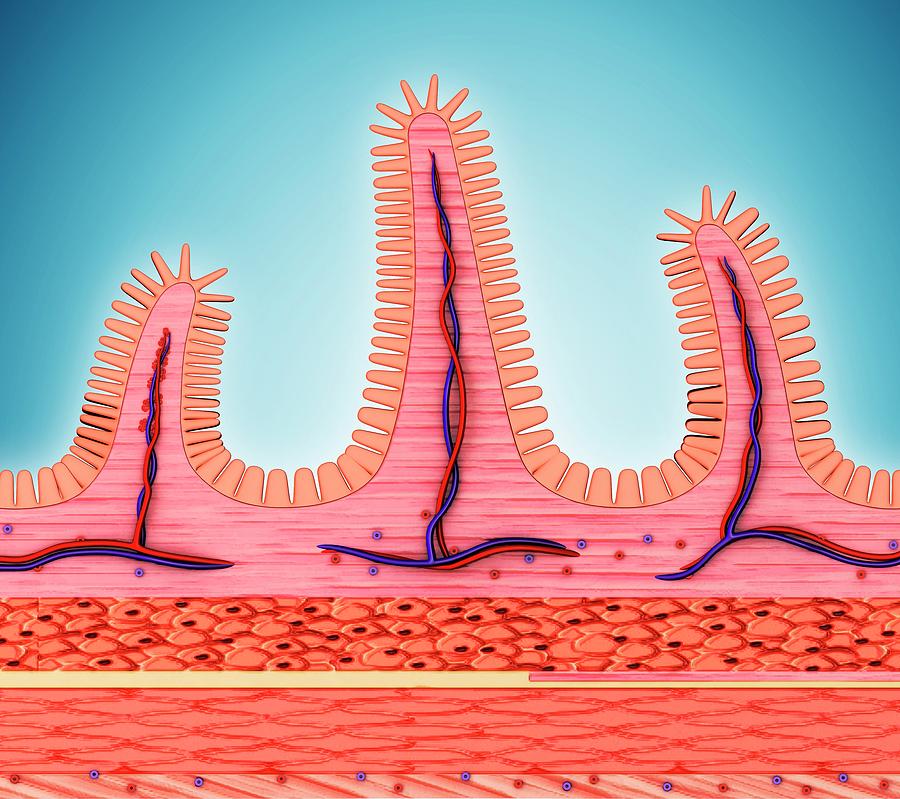Small Intestinal Wall by Science Photo Library
