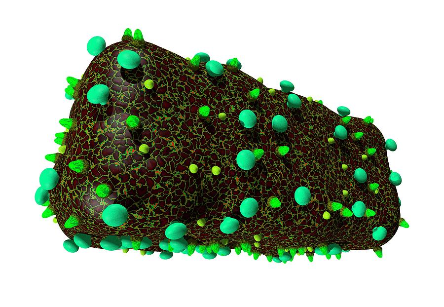 Smallpox Virus Particle Photograph by Science Photo Library - Pixels Merch