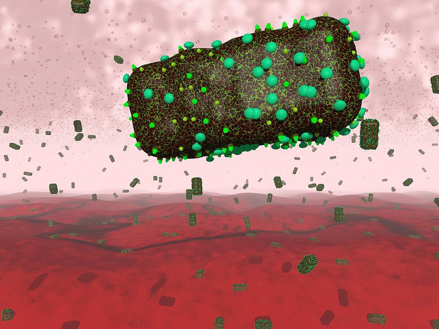 Smallpox Virus Particles Photograph by Thomas Fester/science Photo Library - Fine Art America