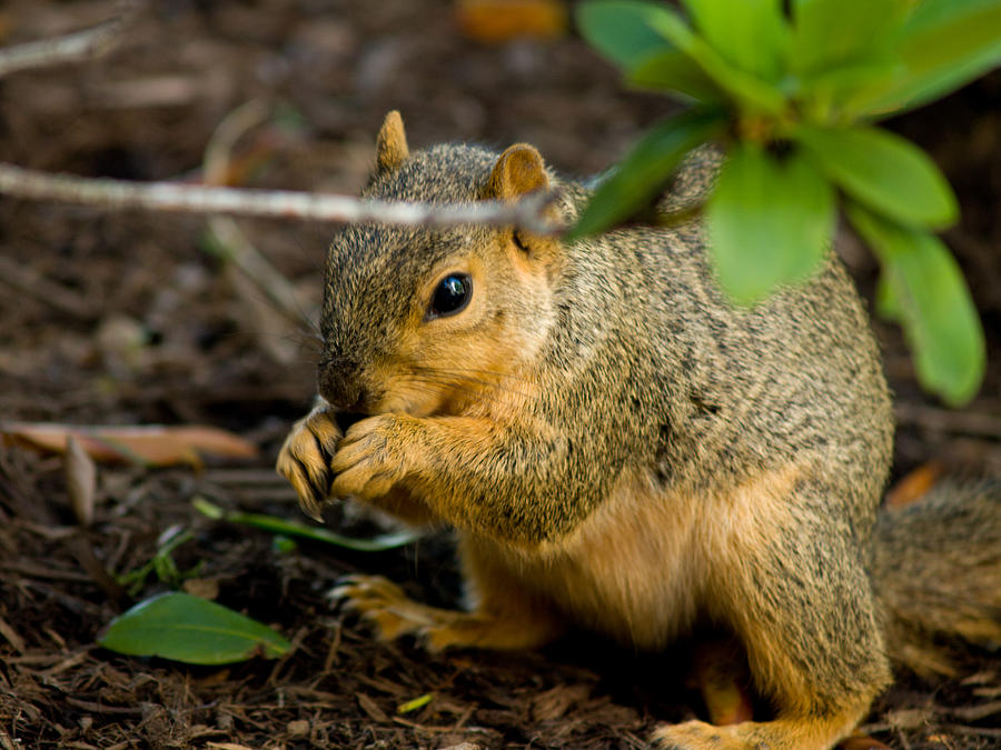 Smart Squirrel Photograph by Ryan Brady-Toomey - Fine Art America