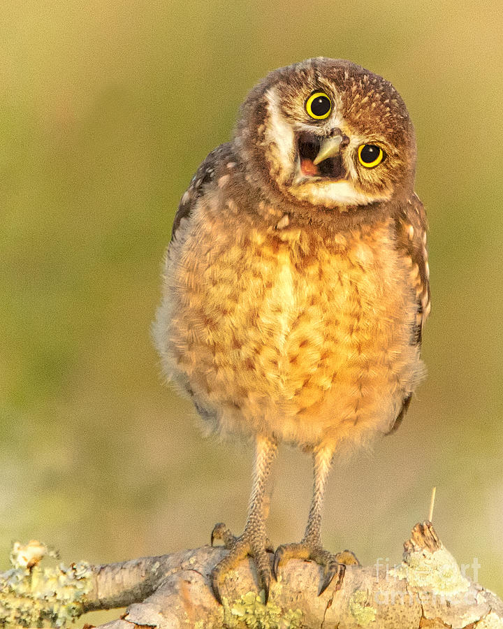 Smile Photograph by Patsy Kline Hall | Fine Art America