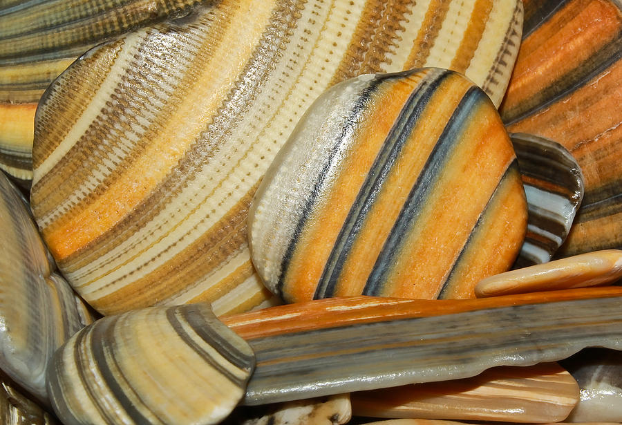 Smooth Textures Photograph by Tammy Schneider - Fine Art America