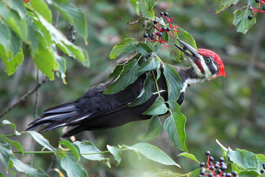 Snack Time Photograph by Catherine Simonson - Fine Art America