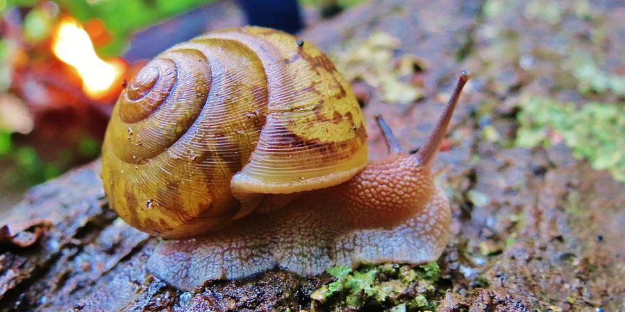 Snail by the Fire Photograph by William Easter - Fine Art America