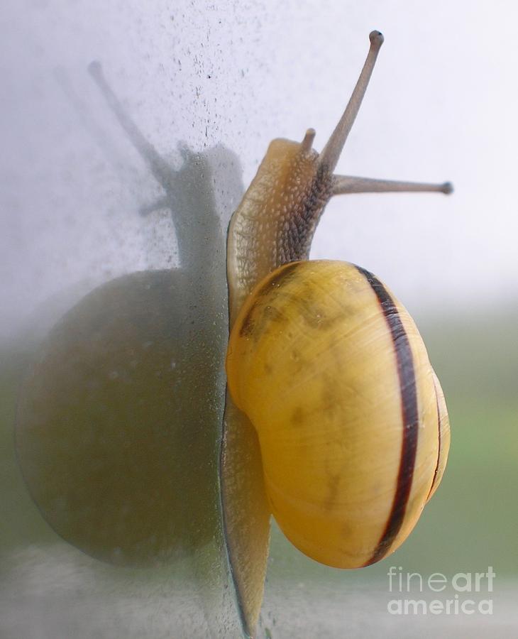 Snail Photograph by John Light - Fine Art America