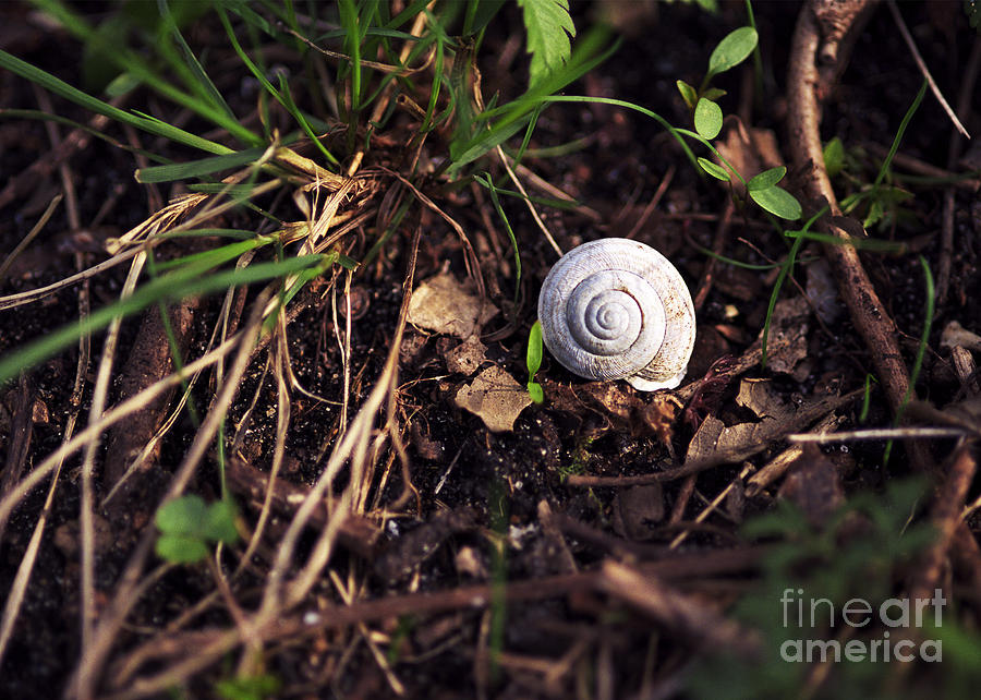 Old Snail Shell Photograph by Peter Tkacz - Fine Art America