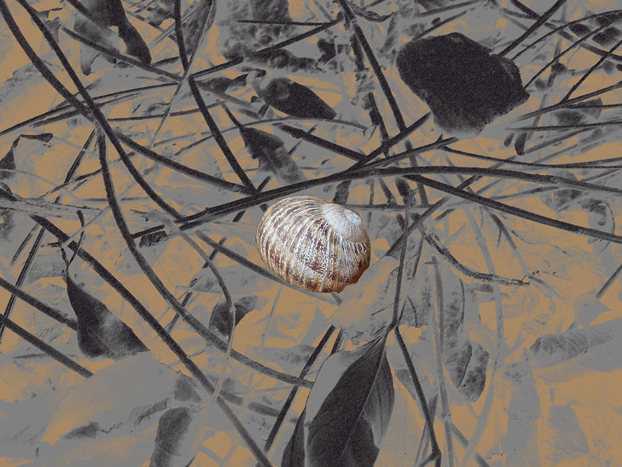 Snail Shell Digital Art by Lovina Wright - Fine Art America