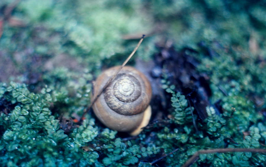 Snail Shell Photograph by Brian Lucia - Fine Art America