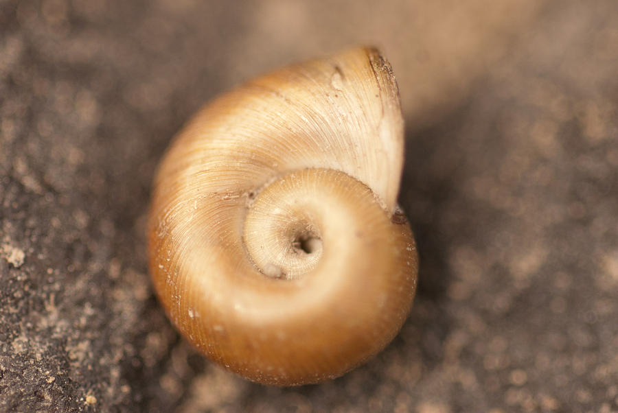 Snail Shell Photograph by Eric Weiss | Pixels