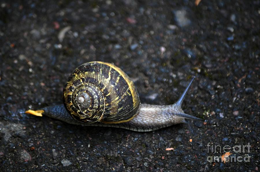 Snail with Spiral Shell Photograph by M J - Fine Art America