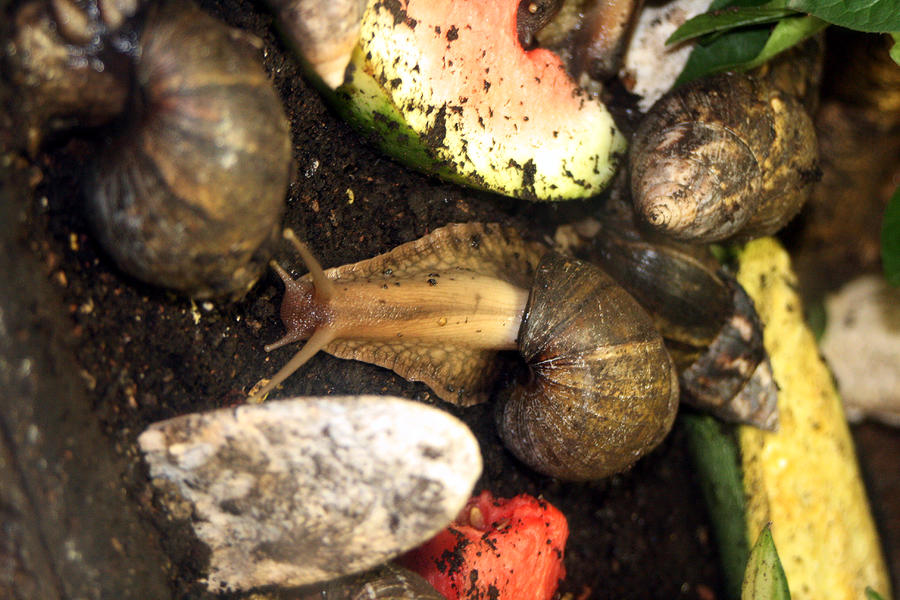 Escargots Photograph by Doc Braham - Fine Art America