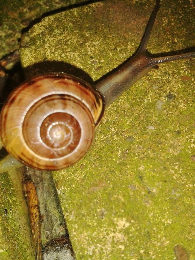 Snails Pace Photograph by Gav | Fine Art America