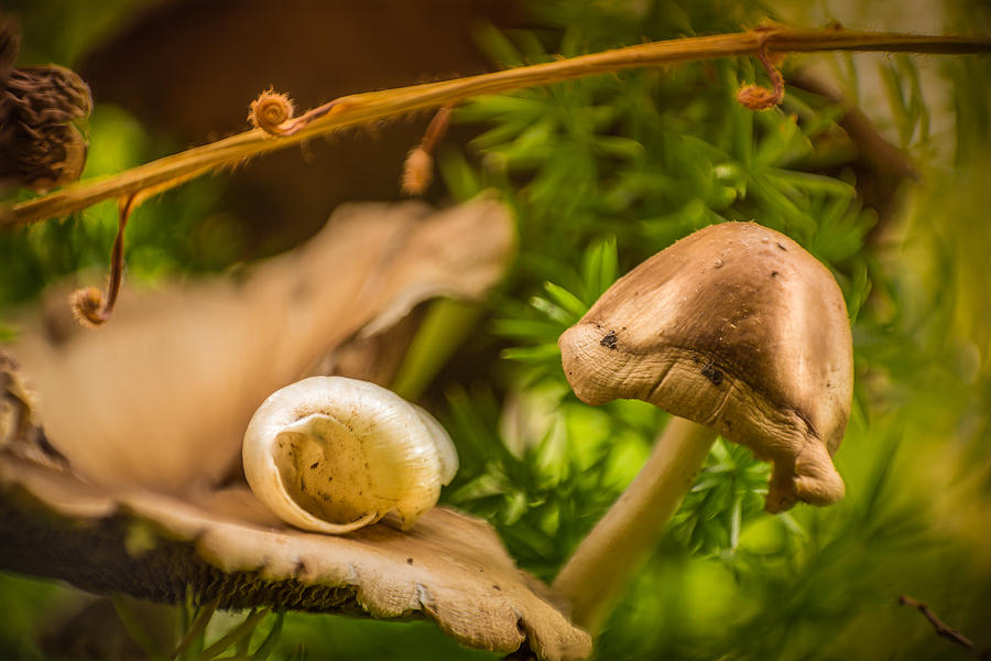 Snailstool Photograph by Michael Anglin - Fine Art America