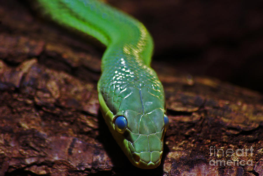 Snake eyes Pyrography by Lee Ashman - Pixels