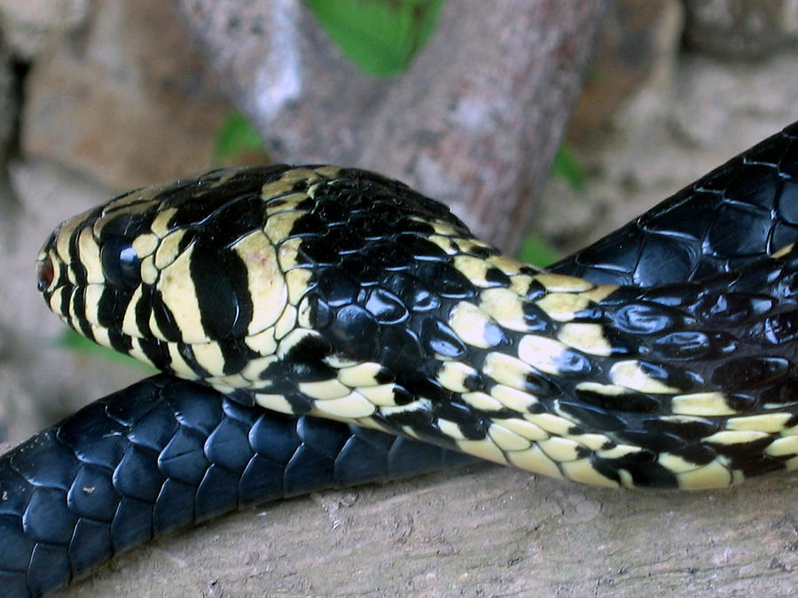King Snake Resting Photograph by Jay Milo - Pixels
