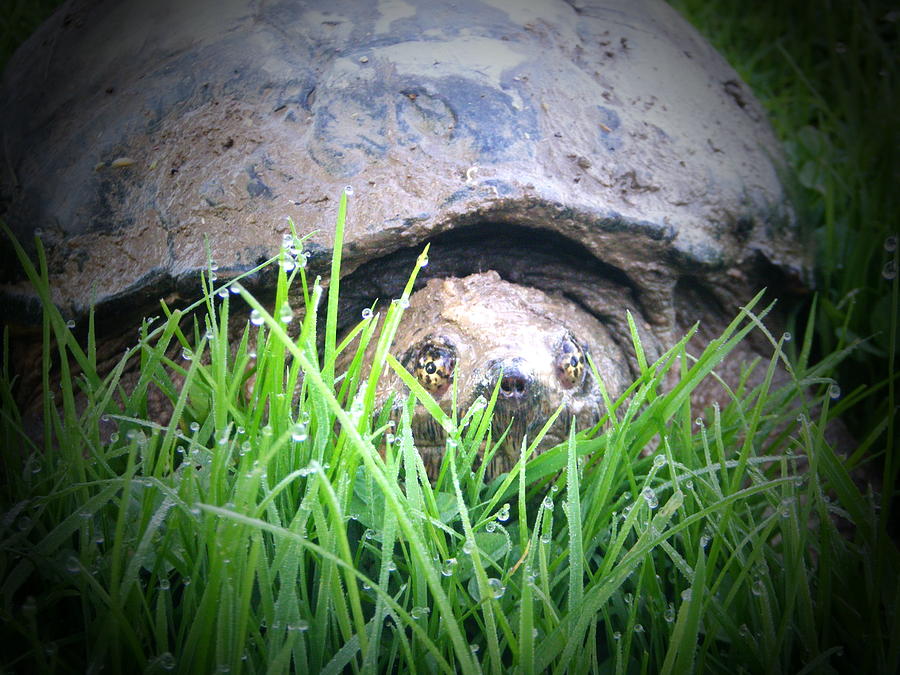 Snapping Turtle Photograph by Amanda Bobb - Fine Art America