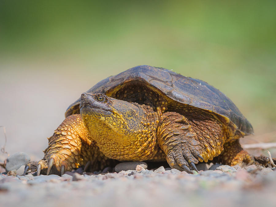 Snapping Turtle Photograph by Chris Hurst - Pixels