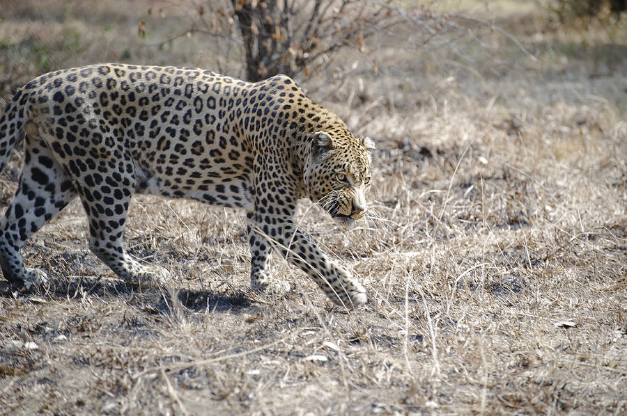 Snarling Leopard Photograph by Lynn Starnes - Fine Art America