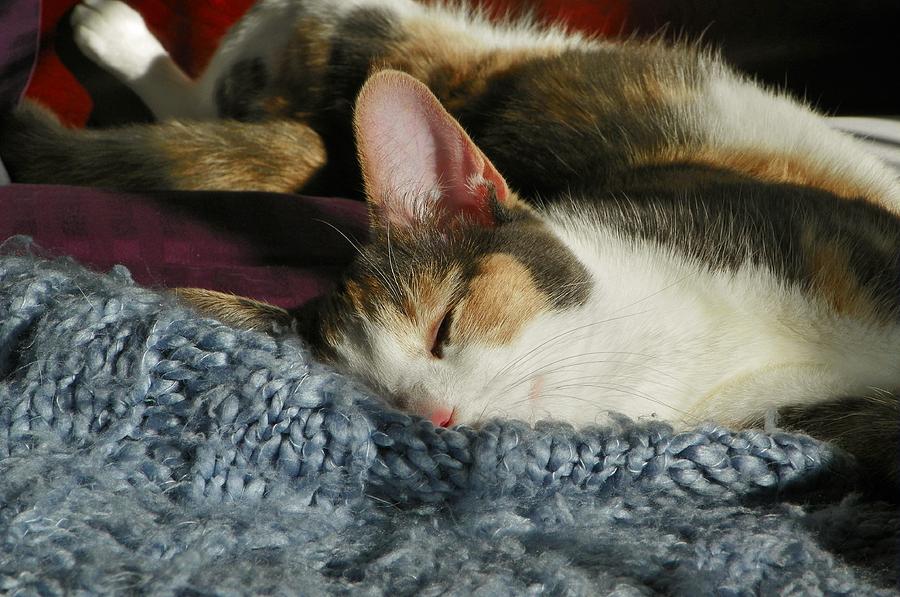 Snooze Photograph by Elizabeth Lewandowski - Fine Art America