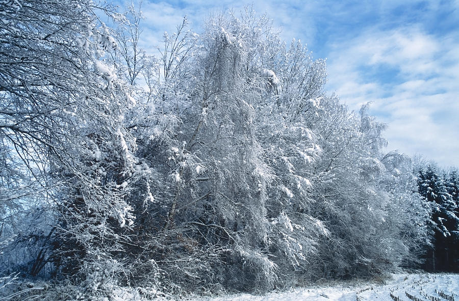 Snow and trees Photograph by Patrick Kessler - Fine Art America