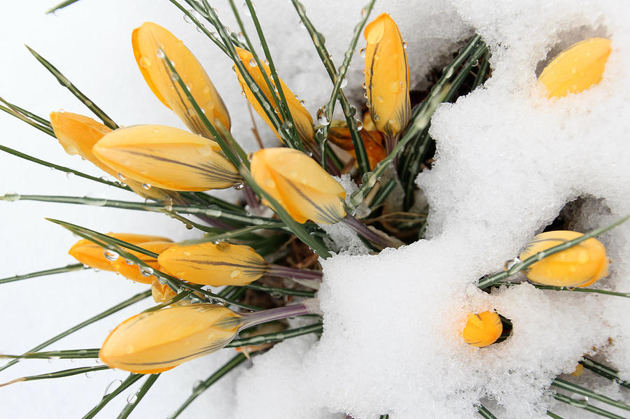 Snow Crocus Photograph by Amy Steeples - Fine Art America