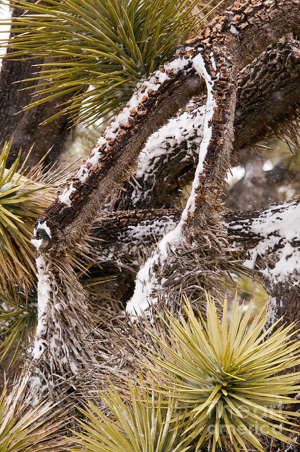 Snow Dusted Tree Limbs Photograph by Bob Phillips - Fine Art America