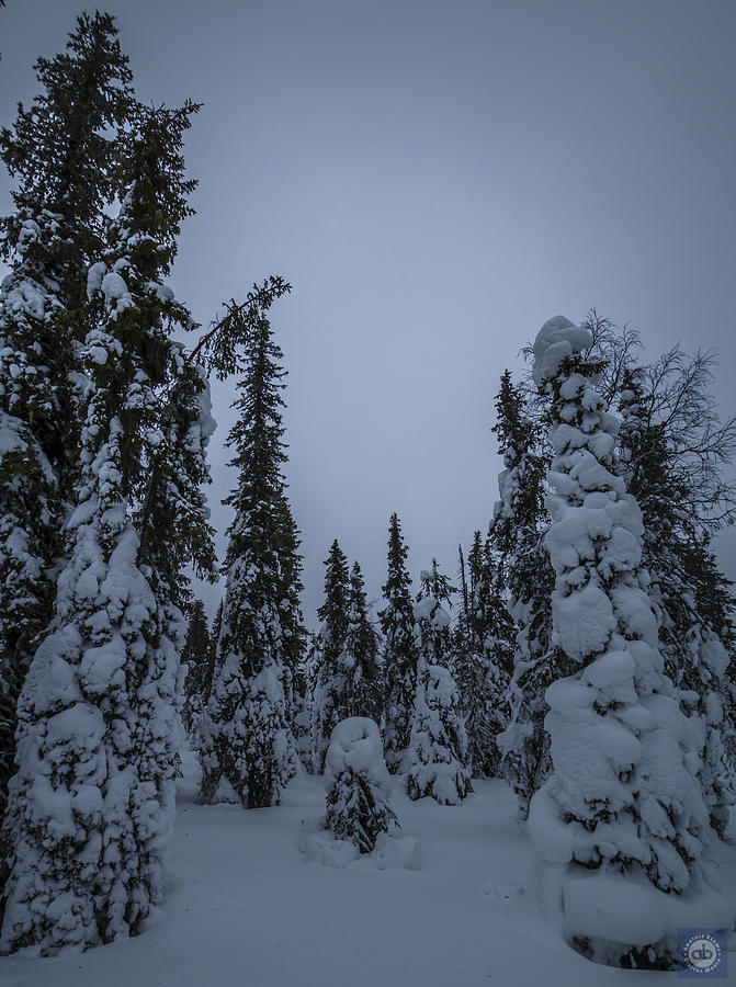 Snow laden trees in the Arctic Photograph by Anatole Beams - Pixels