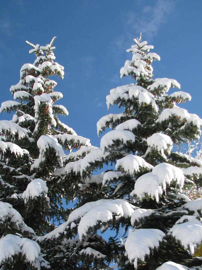 Snow-laden Trees Photograph by Marilyn Morningstar - Fine Art America