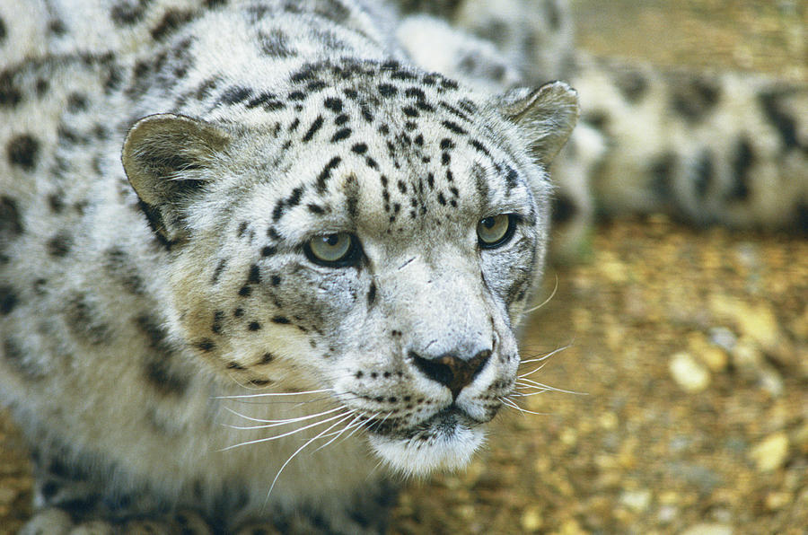 Snow Leopard by Simon Fraser / Science Photo Library