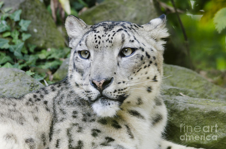 Snow Leopard stare Photograph by Steev Stamford - Fine Art America