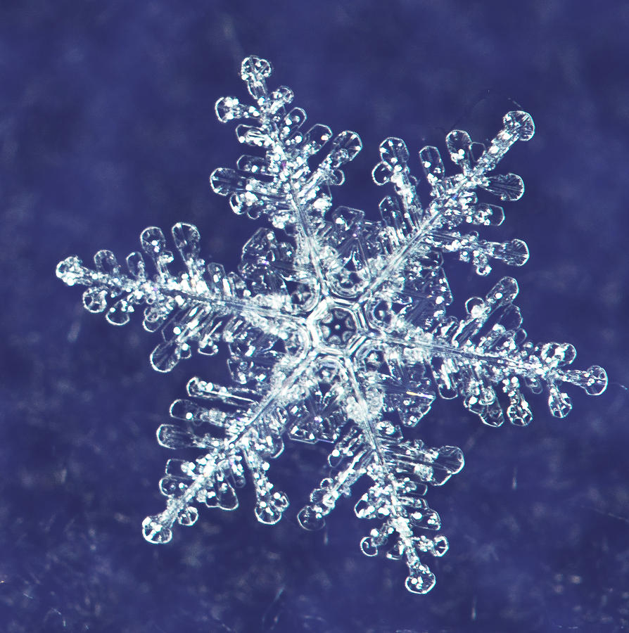 Snowflake 1 Photograph by Judy Stowell - Fine Art America