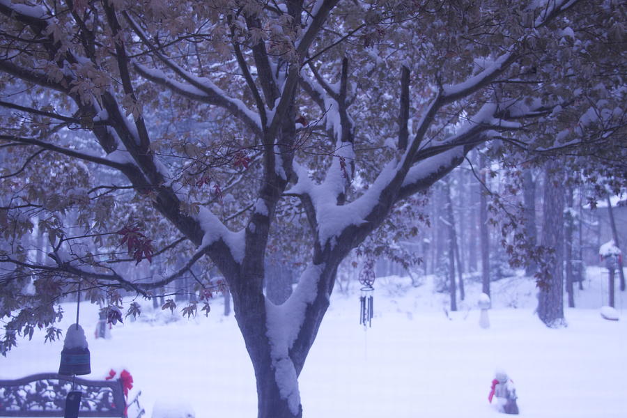 Snowing Again Photograph by Dick Willis - Fine Art America